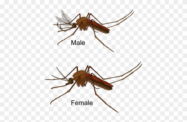 Free: Why Are Mosquitoes Attracted To Some People More Than - Male ...