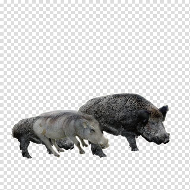 Free: Wild boar Euclidean , Black boar transparent background PNG ...