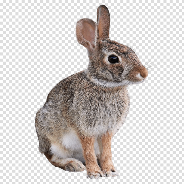Free: Wild Rabbit Animal PNG Image Transparent Background - nohat.cc