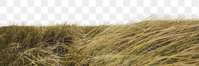Free: Windy grass field png border, | Free PNG - rawpixel - nohat.cc
