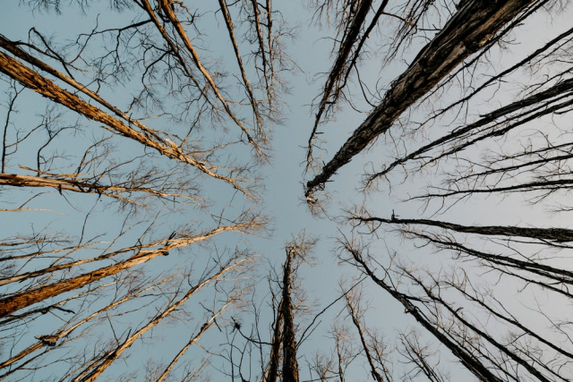 Free: Worms-eye-view Photography of Bare Trees - nohat.cc