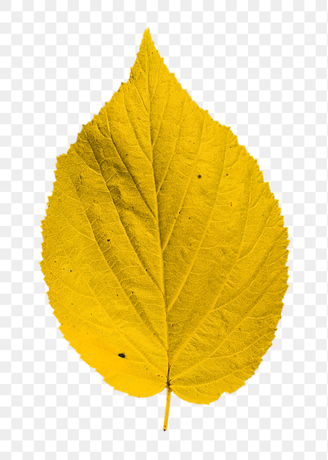 Free: Yellow autumn leaf png sticker, | Free PNG - rawpixel - nohat.cc