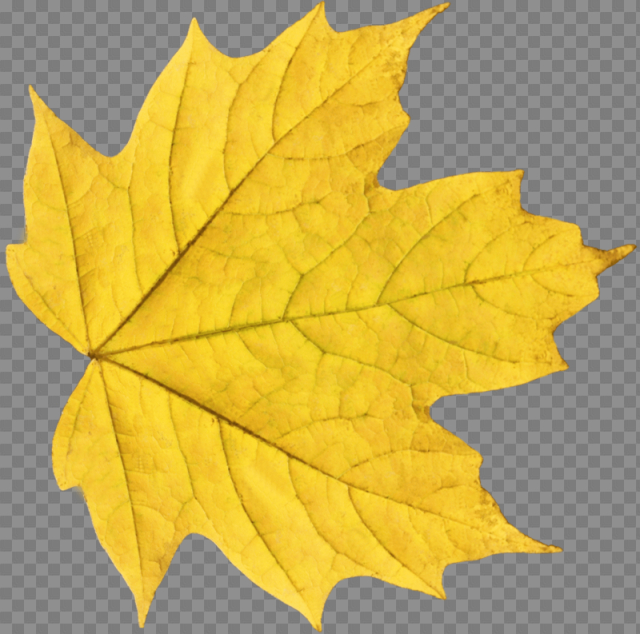 Free: Yellow Autumn Png Leaf - nohat.cc