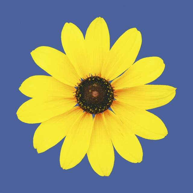 Free: Yellow black-eyed susan, spring flower | Free Photo - rawpixel ...