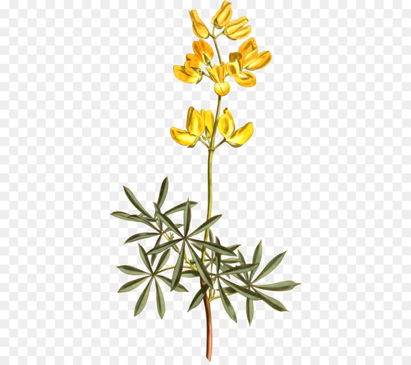 Free: Yellow bush lupine Legumes Clip art Lupinus excubitus Openclipart ...