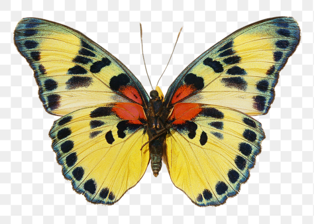 Free: Yellow butterfly png sticker, | Free PNG - rawpixel - nohat.cc