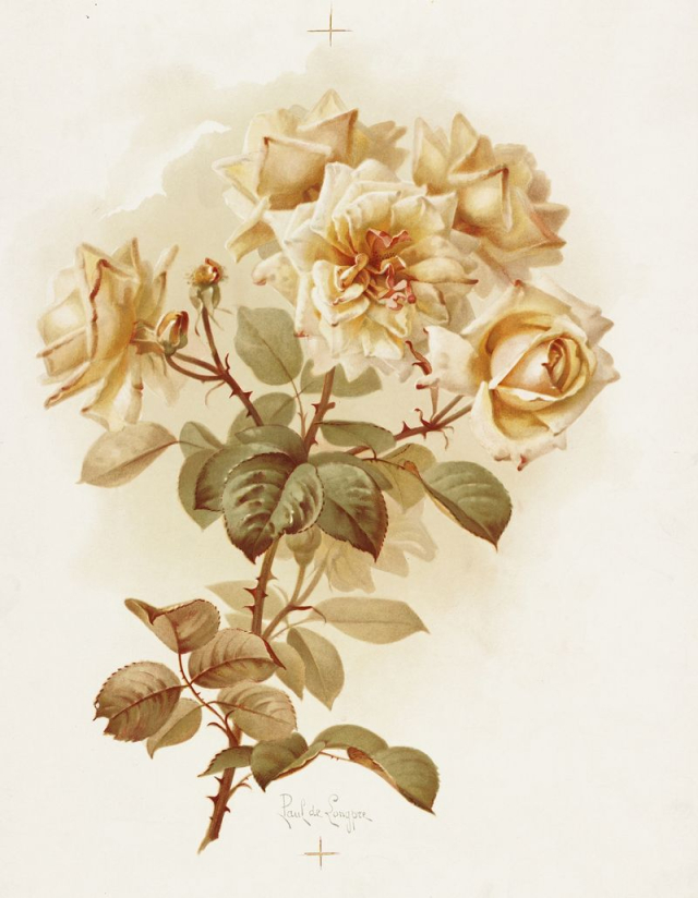 Free: Yellow roses; Reve D'or roses | Free Photo - rawpixel - nohat.cc