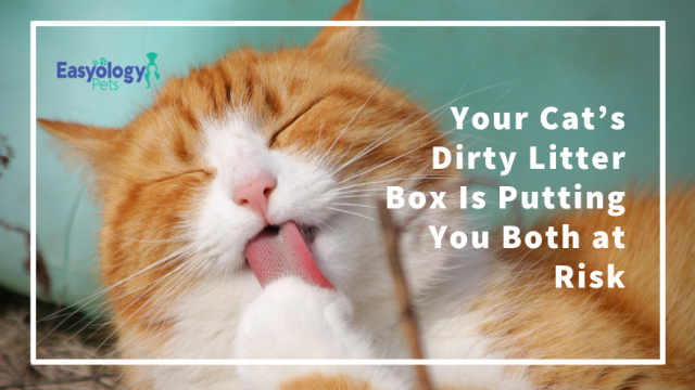 Free: Your Cat's Dirty Litter Box Is Putting You Both at Risk - nohat.cc